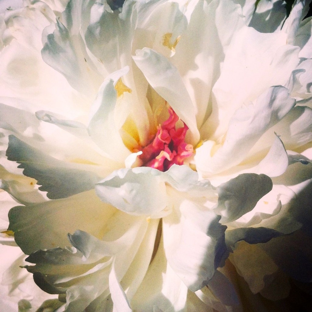 The Wildish Within – unabashedly female